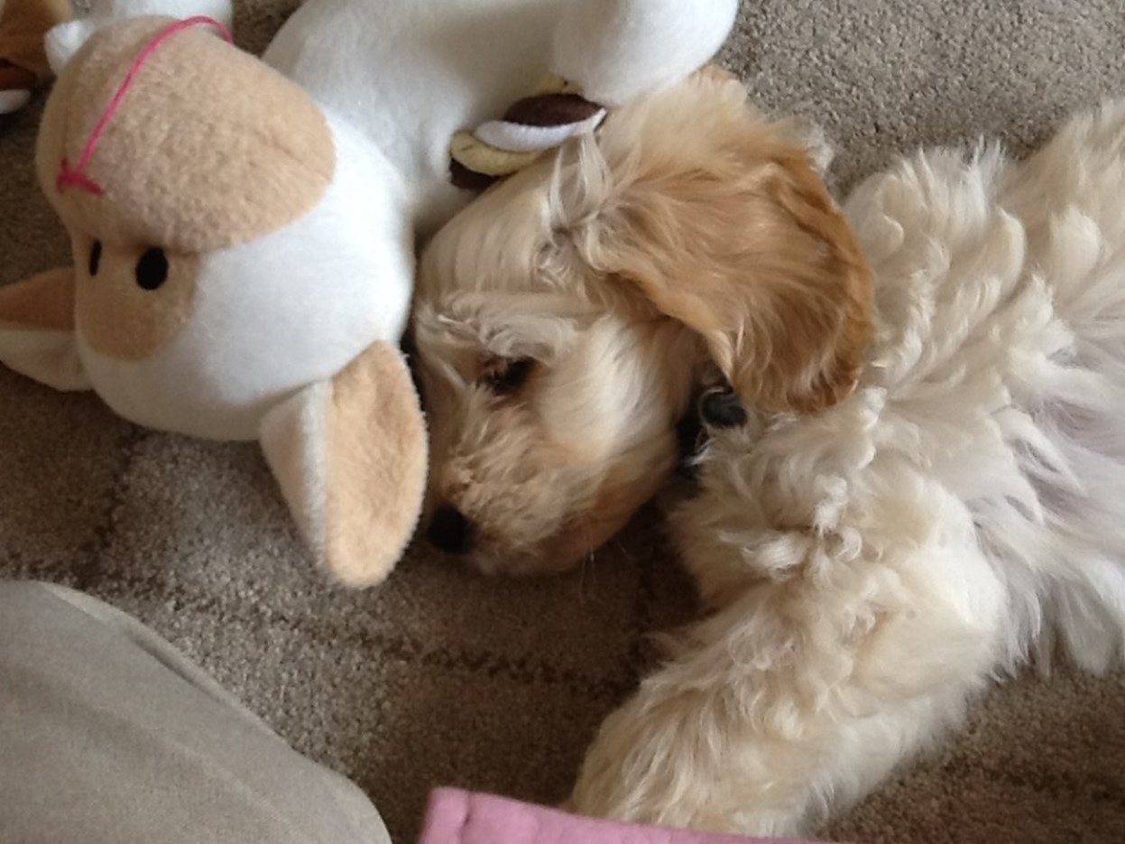 1-to-1 Puppy Training Livingston, West Lothian - Elite Pet Care